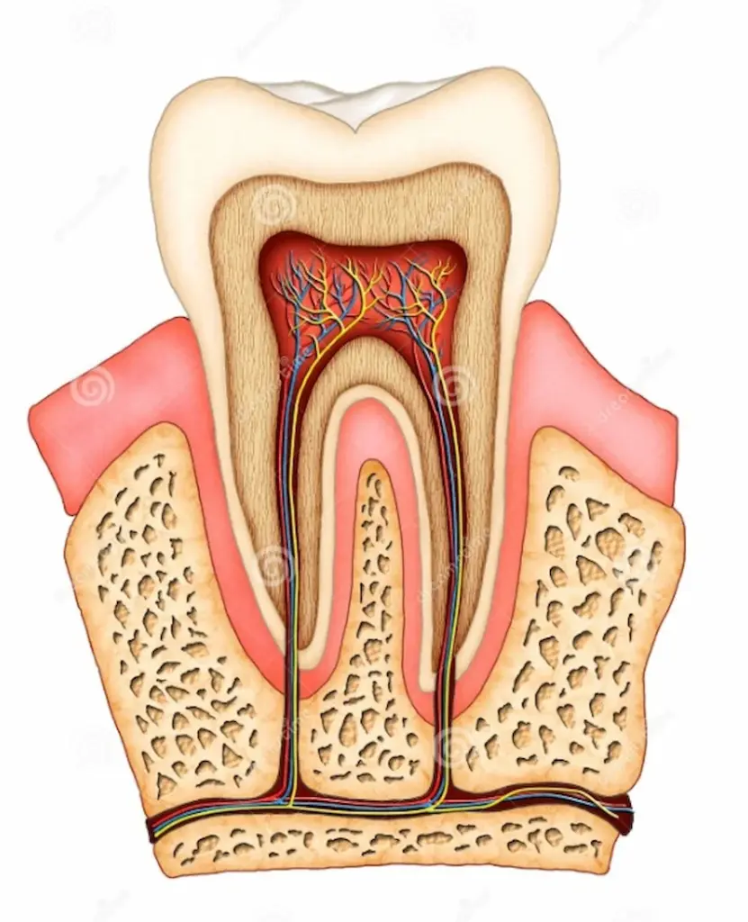 ¿Cuál es la estructura de los dientes | Lema Dental Clinic