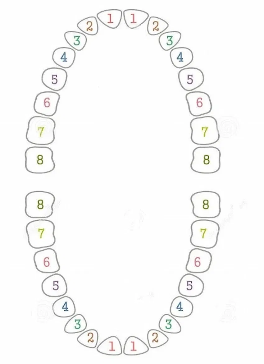 🦷Teeth Number Chart: Everything You Need to Know! | LEMA